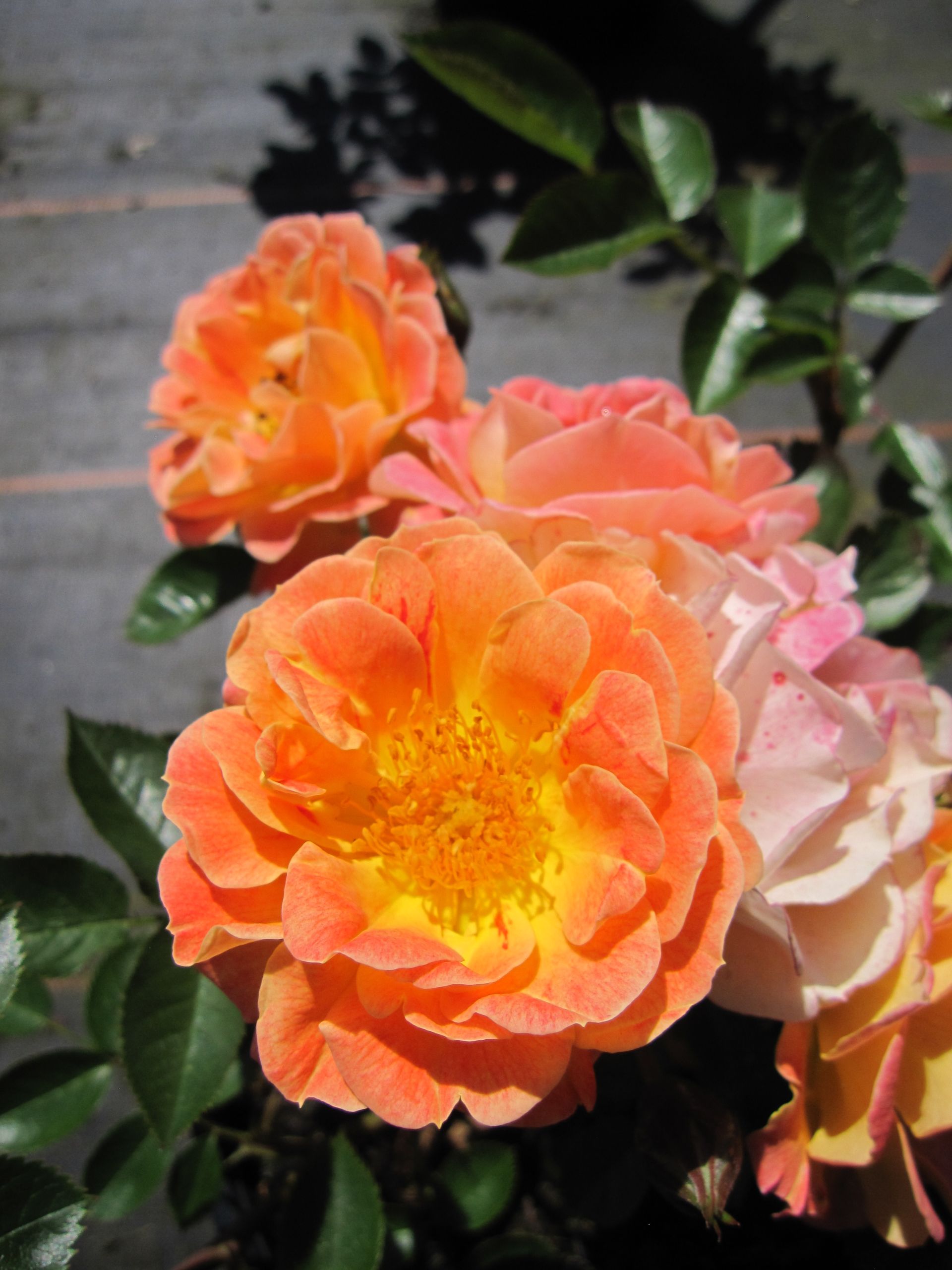 Strauchrose Bessy - Rosa Bessy